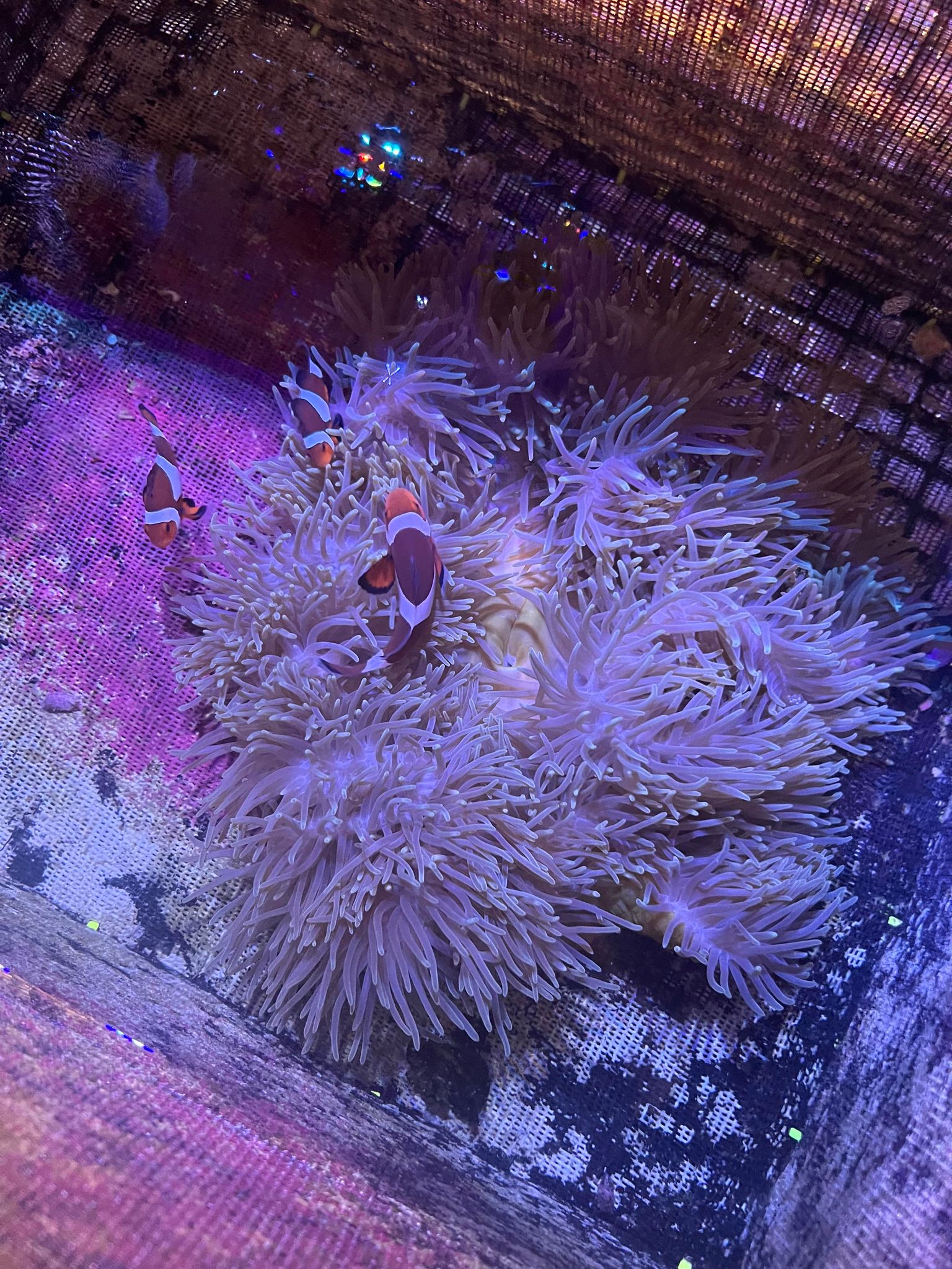 Yellow Magnifica – ReefHaven