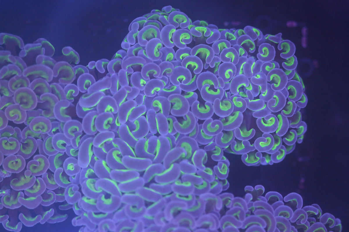 Reverse Hammer – ReefHaven