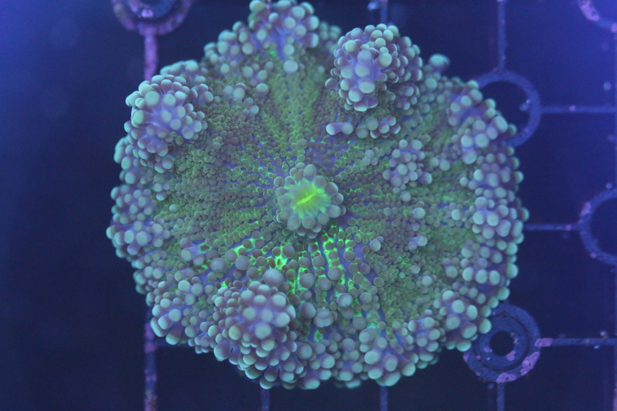 Ricordea – ReefHaven