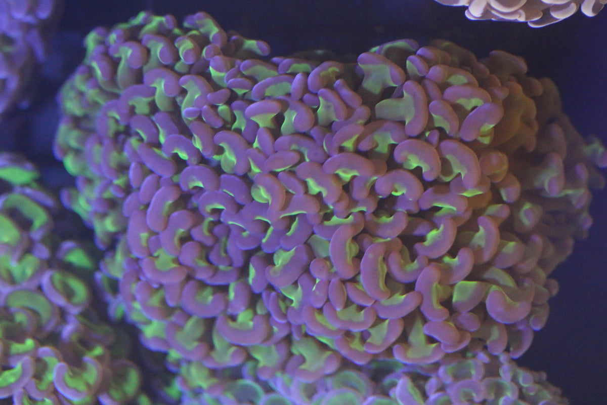 Reverse Hammer – ReefHaven