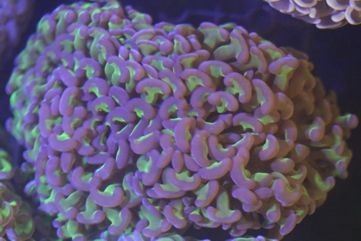 Reverse Hammer – ReefHaven