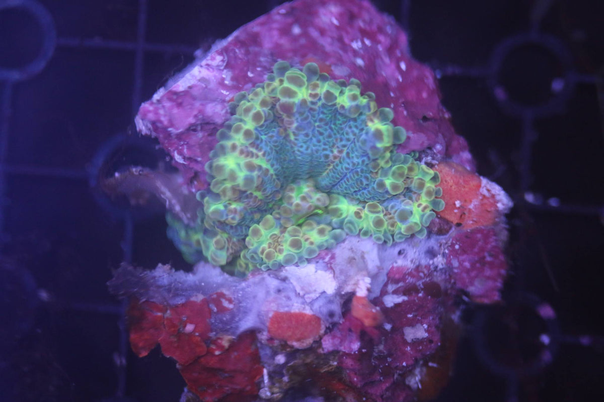 Ricordea – ReefHaven