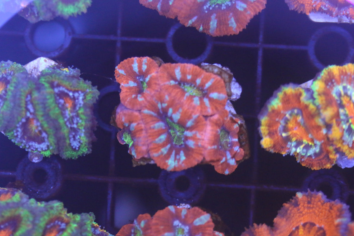 Ultra Acan – ReefHaven