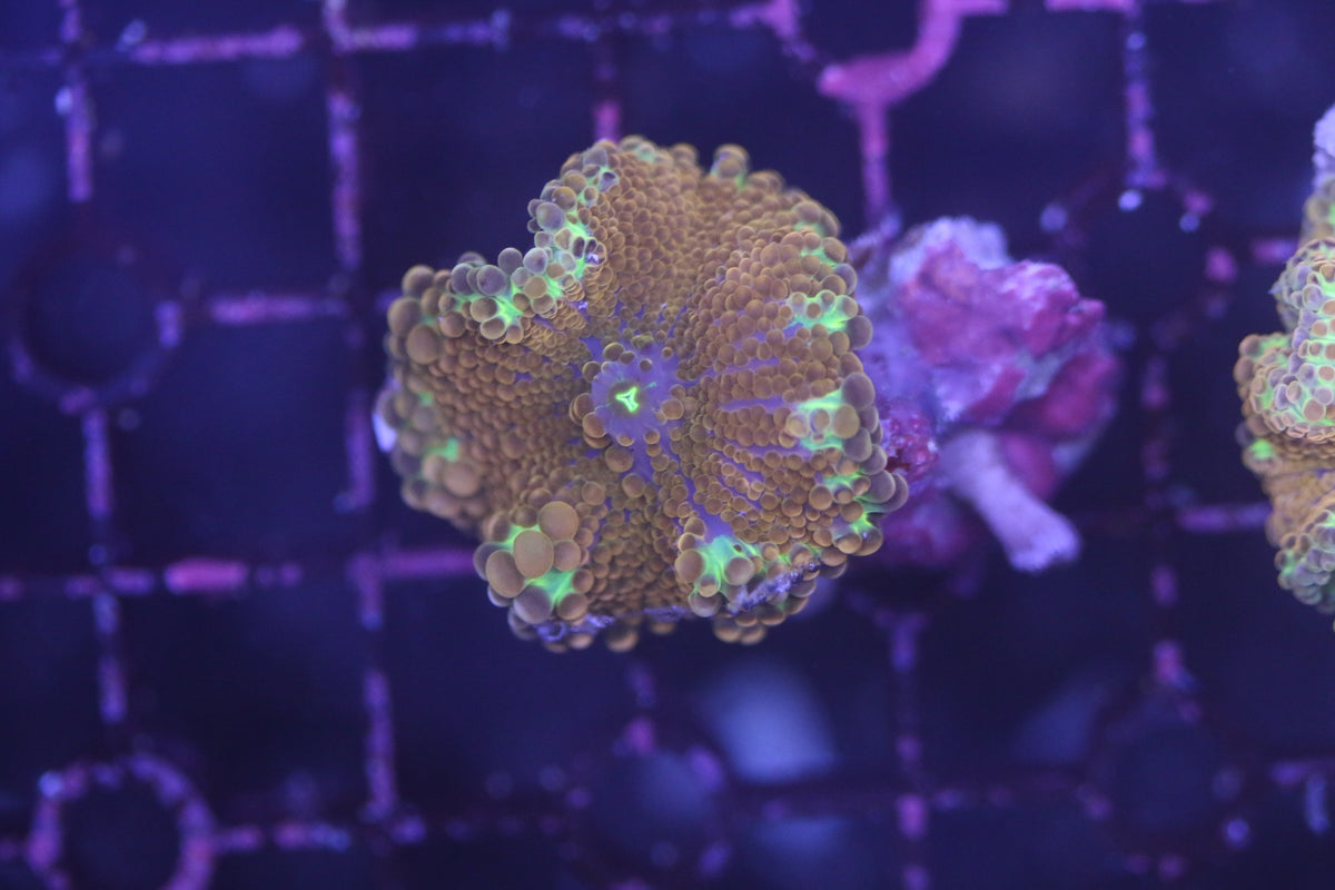 Ricordea – ReefHaven