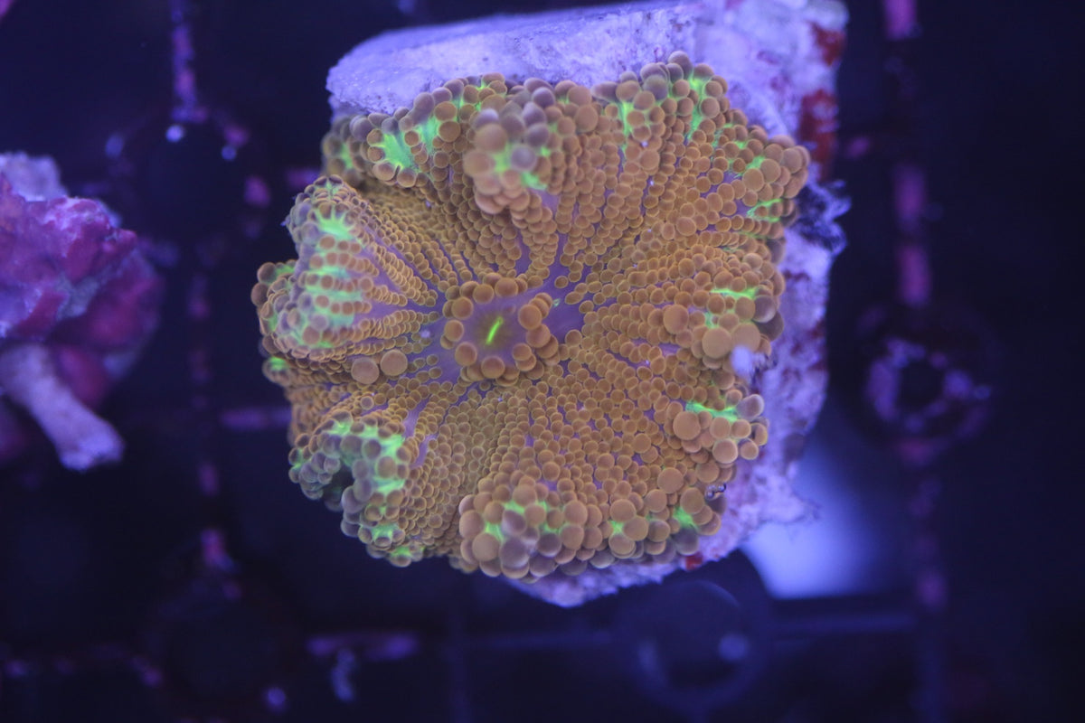 Ricordea – ReefHaven