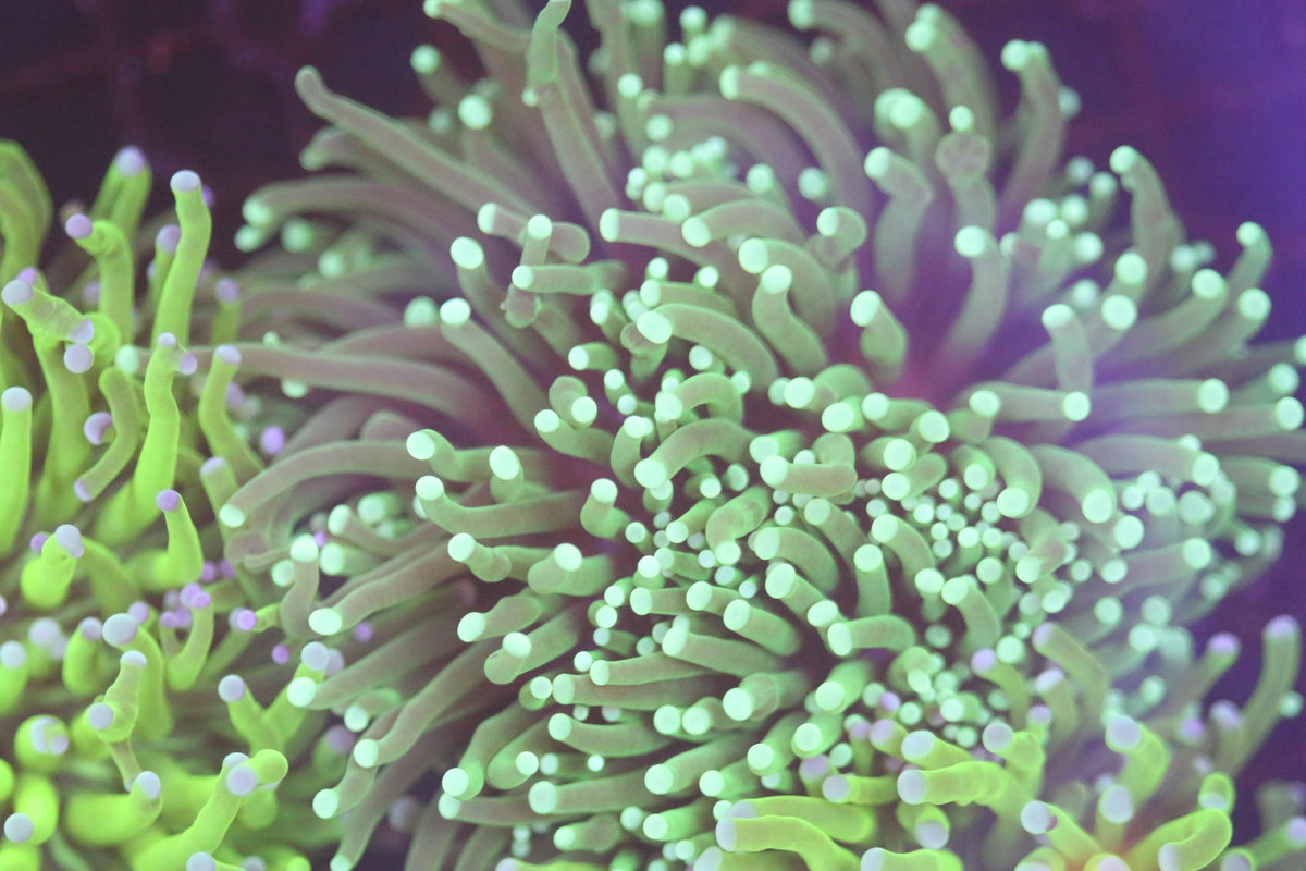 Green Torch – ReefHaven