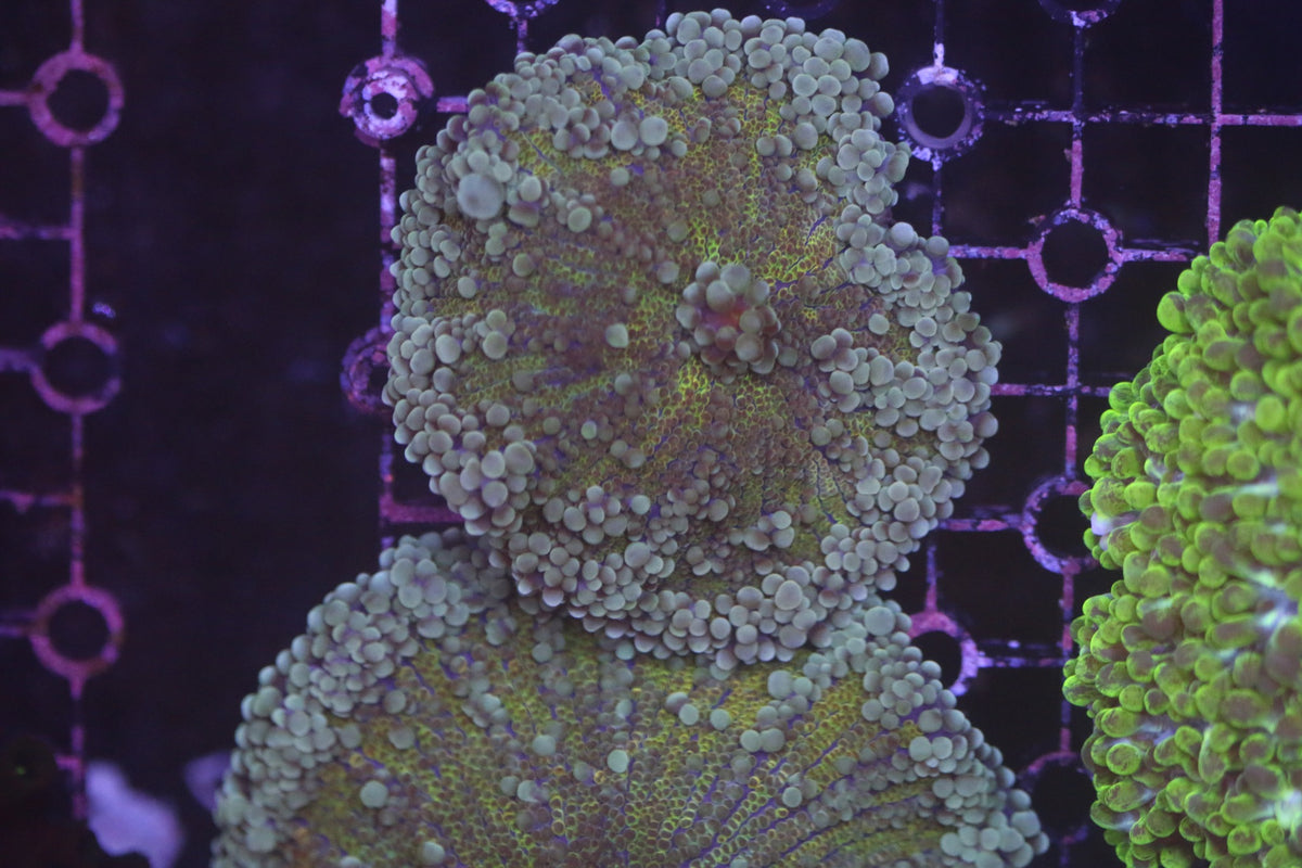 Ricordea – ReefHaven