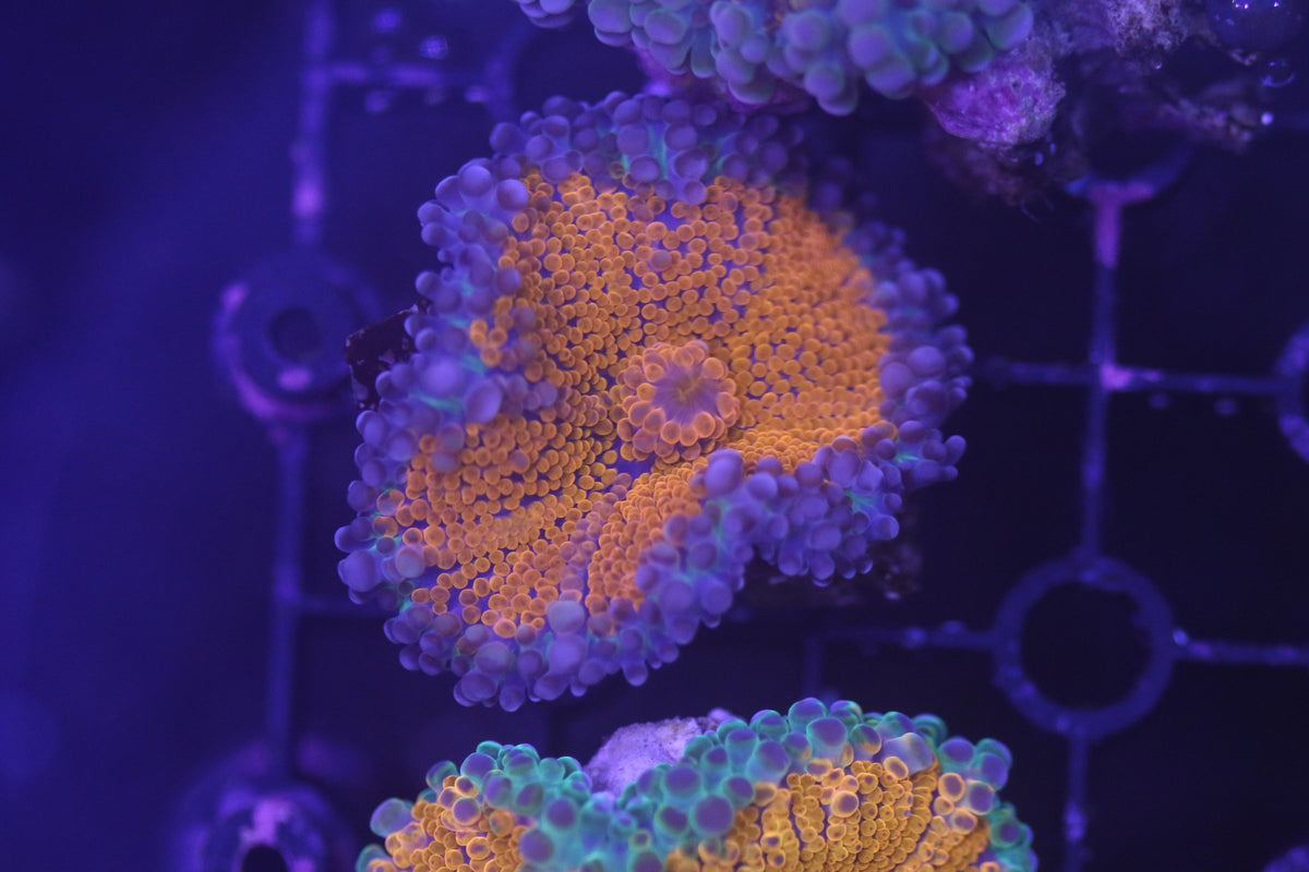 Buy Ricordea Coral (WYSIWYG) #4404 - Fast Delivery – ReefHaven