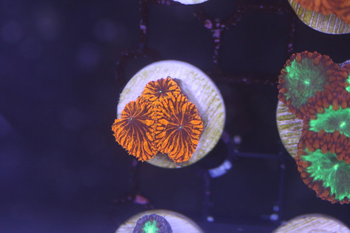 Blasto – ReefHaven