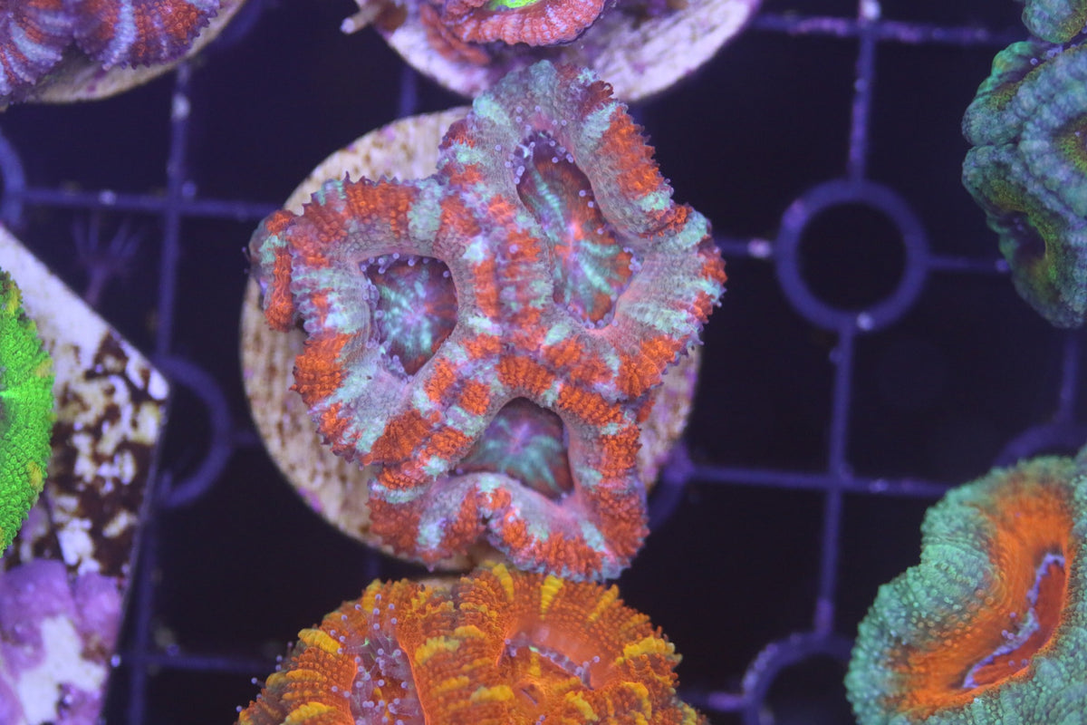 Acan – ReefHaven