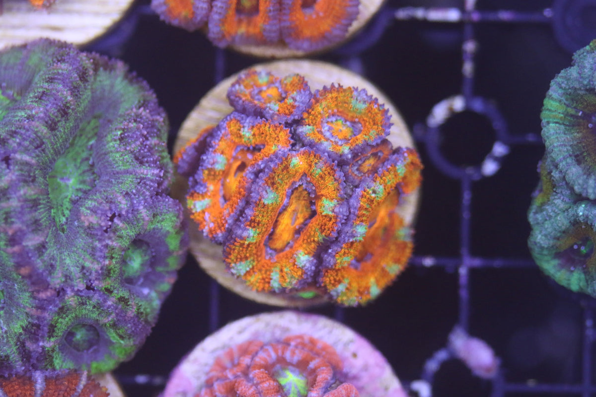 Acan – ReefHaven