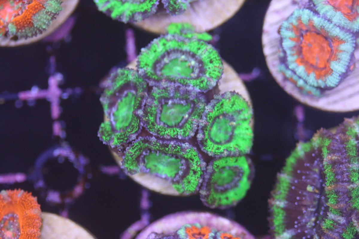 Acan – ReefHaven