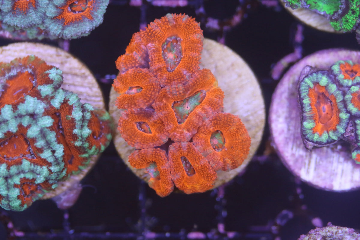 Acan – ReefHaven