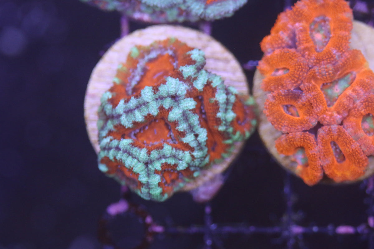 Acan – ReefHaven