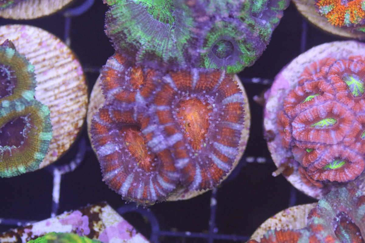 Acan – ReefHaven