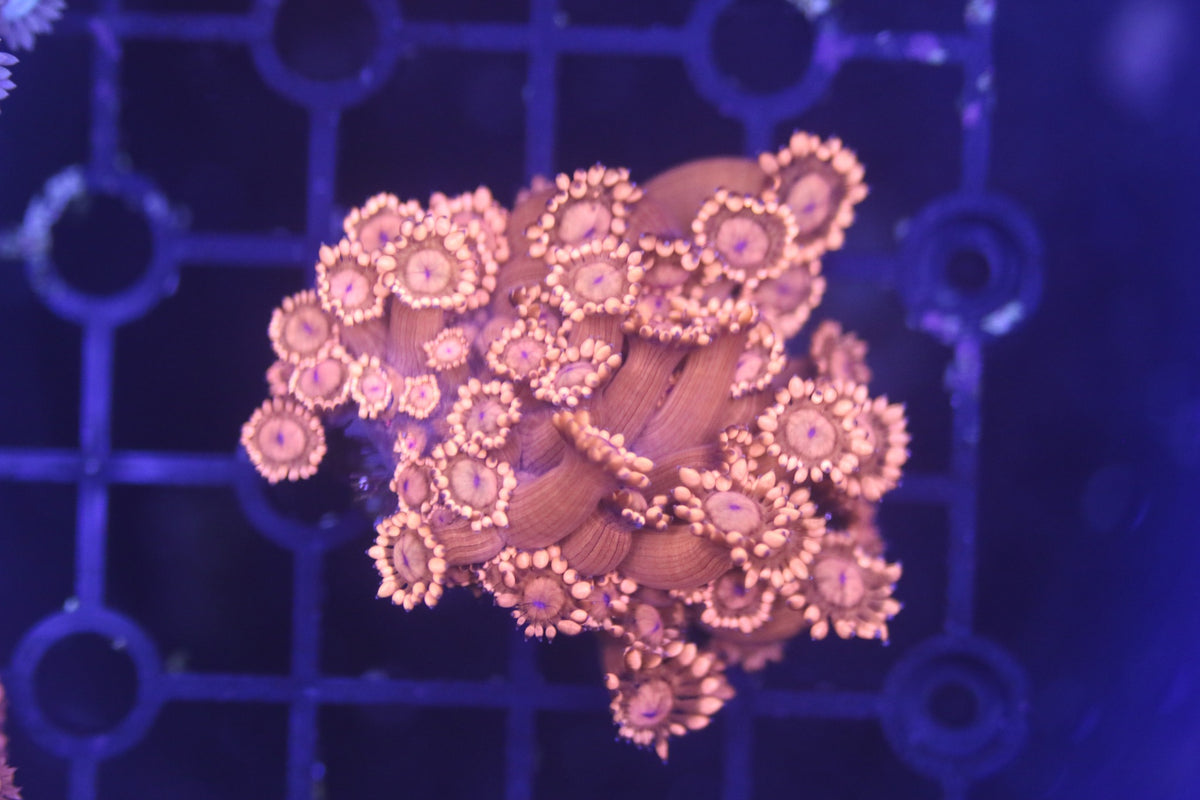 Hot Pink Goni – ReefHaven