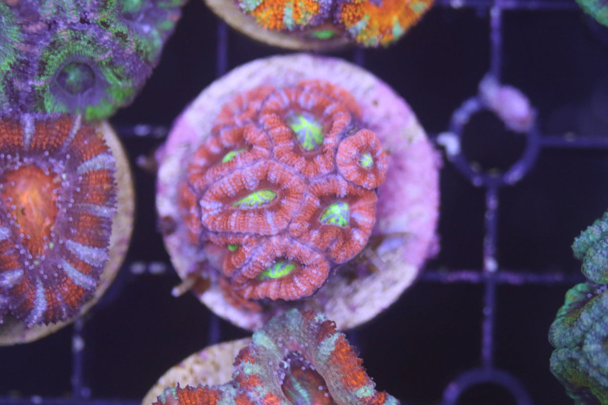 Acan – ReefHaven