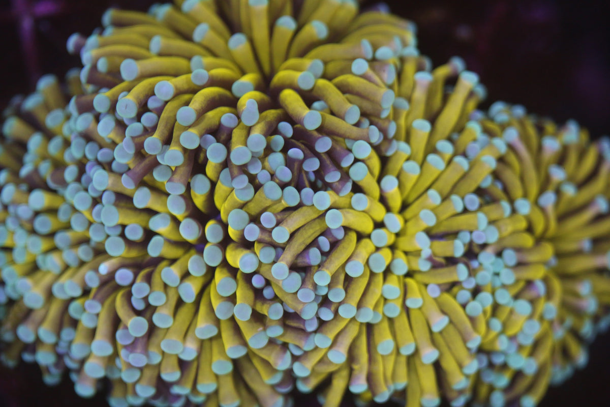 Mintip Gold Torch – ReefHaven