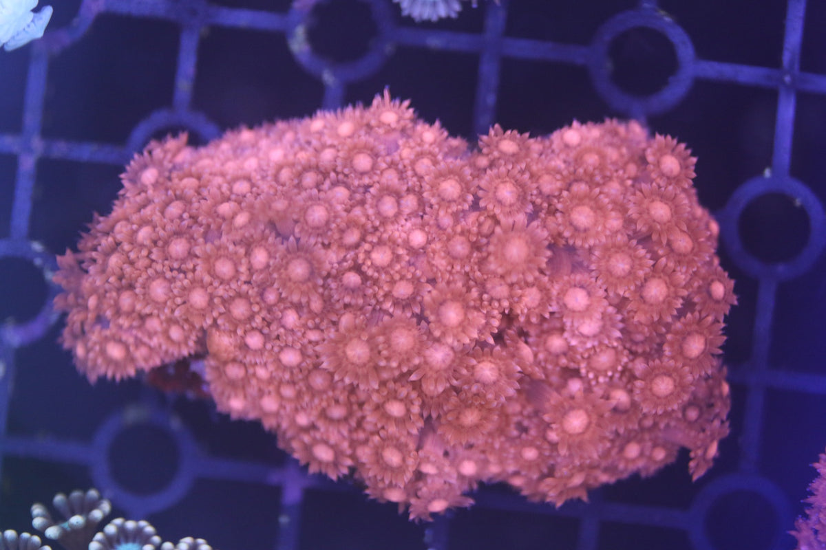 Pink Goni – ReefHaven