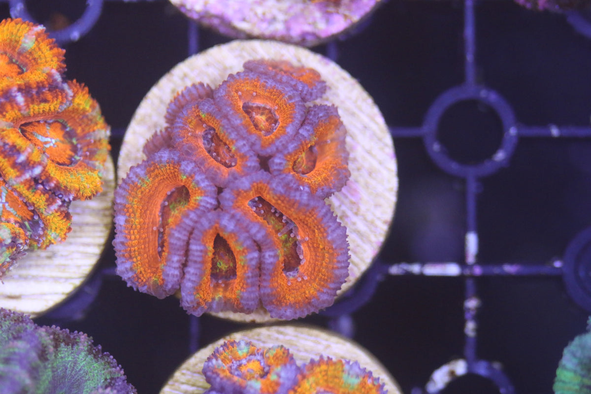 Acan – ReefHaven