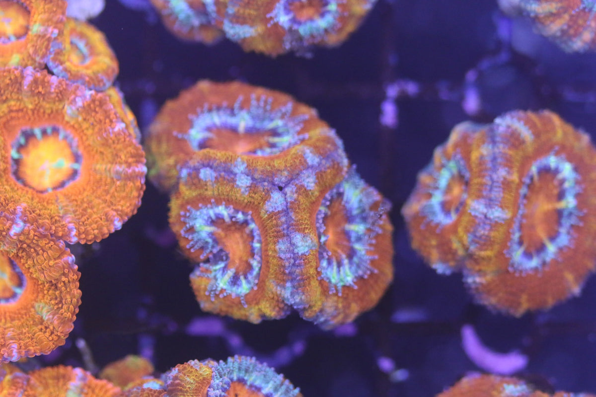 Acan – ReefHaven