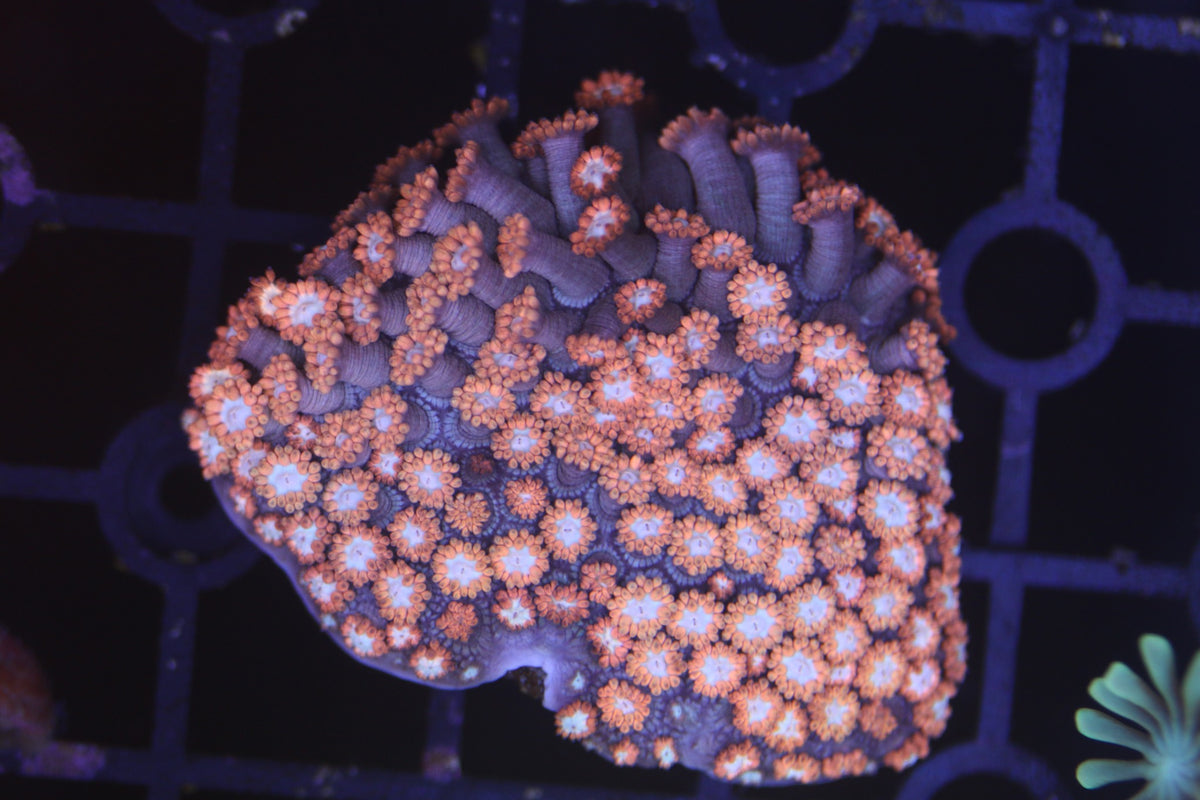 Pink Goni – ReefHaven