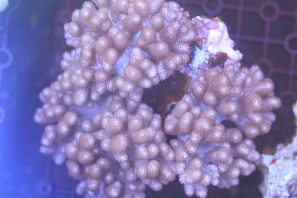 Cladellia – ReefHaven