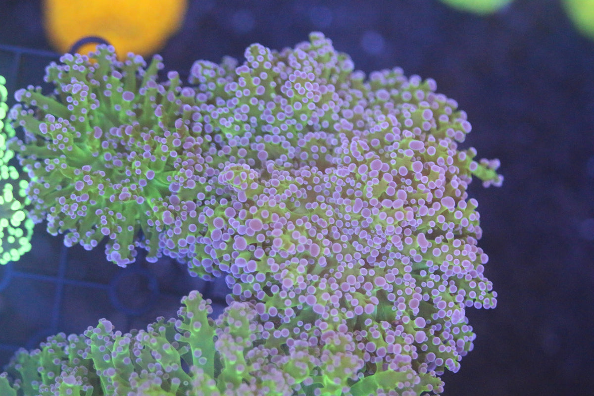 Reverse Frogspawn (5cm) – ReefHaven