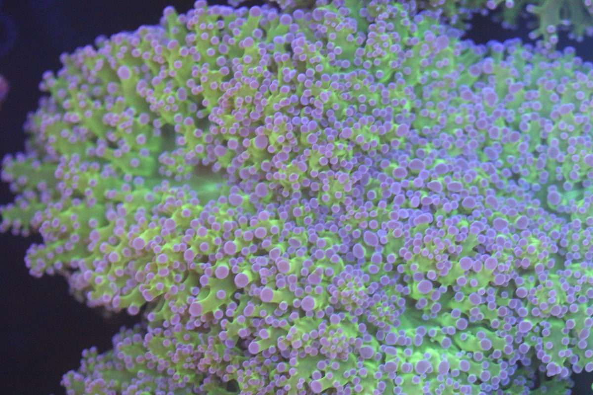 Reverse Frogspawn (10cm) – ReefHaven
