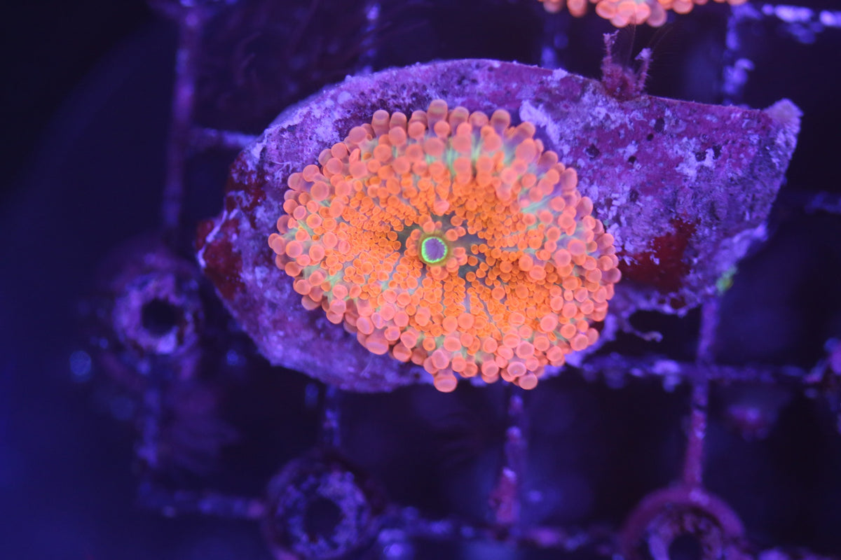 Ricordea – ReefHaven