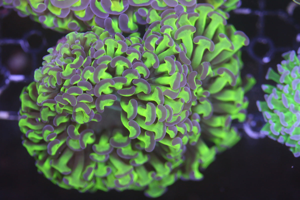 Green Dominant Reverse Hammer – ReefHaven