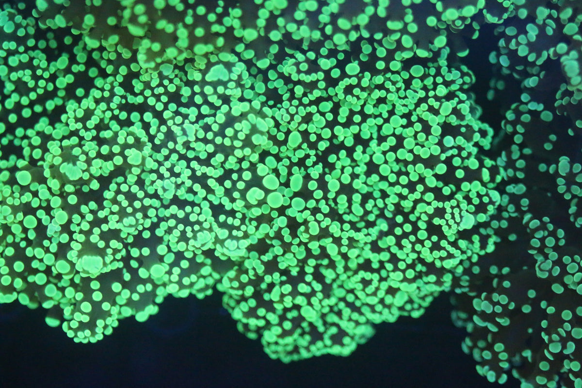 Toxic Frogspawn – ReefHaven