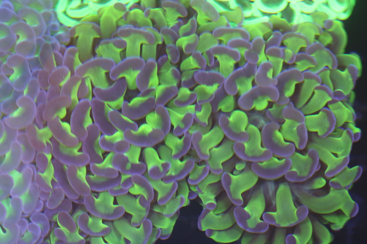 Reverse Hammer – ReefHaven