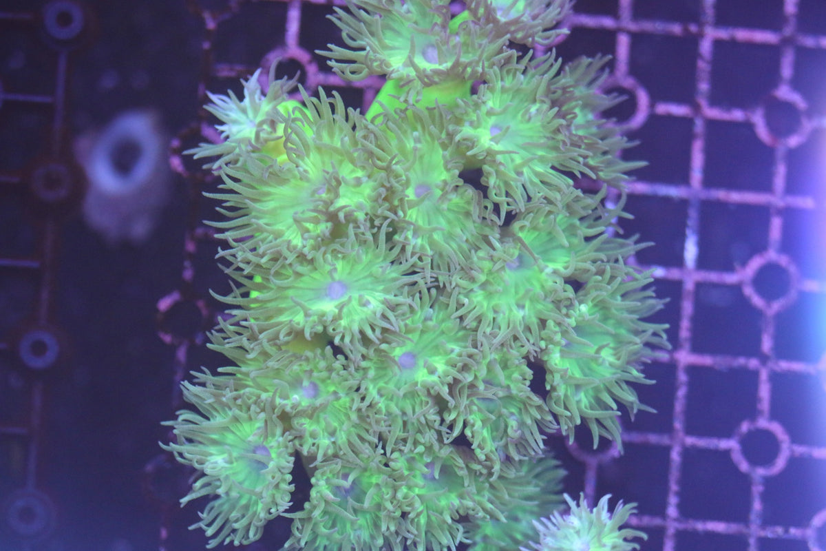 Duncan – ReefHaven