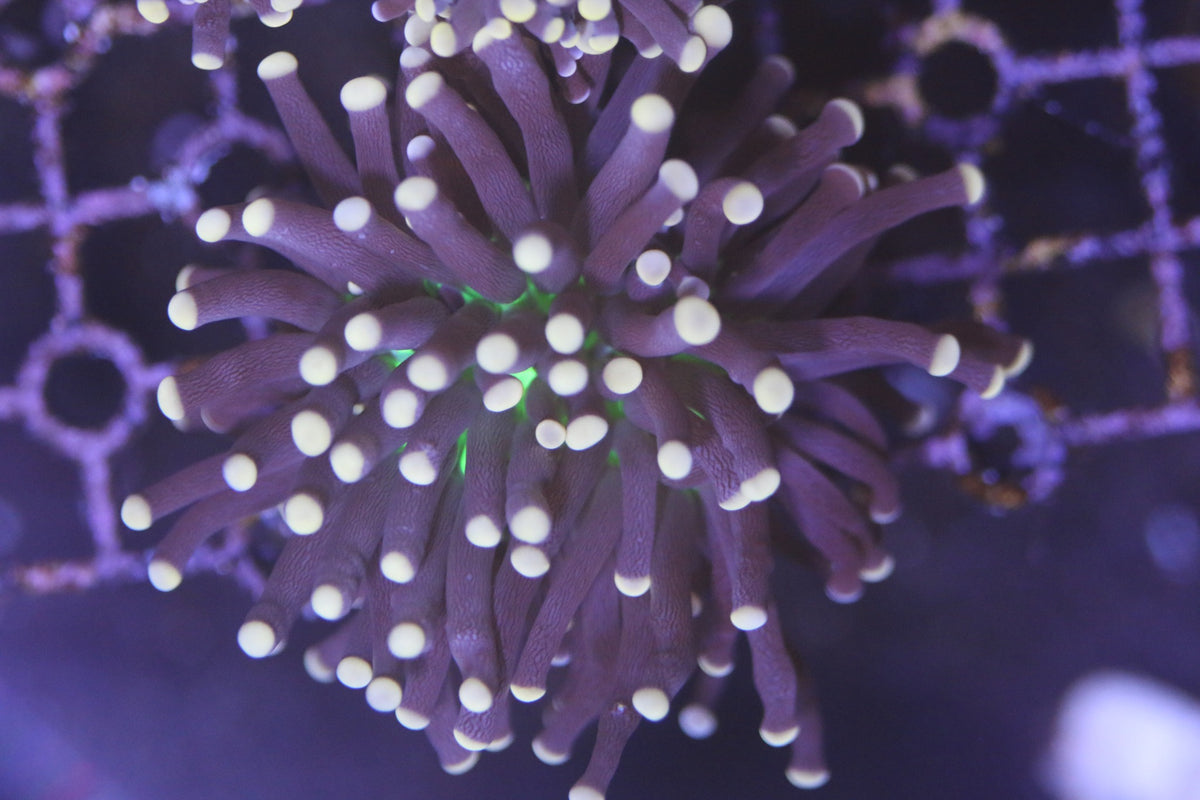 Purple Green Base Torch – ReefHaven