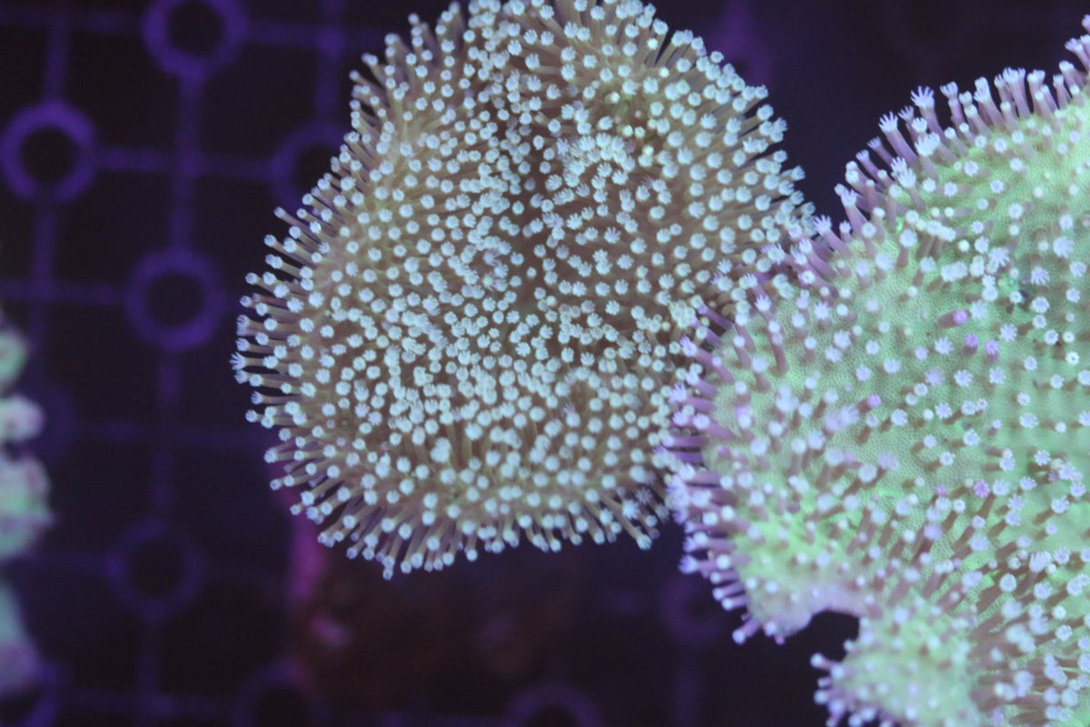 Fluffy Toadstool – ReefHaven