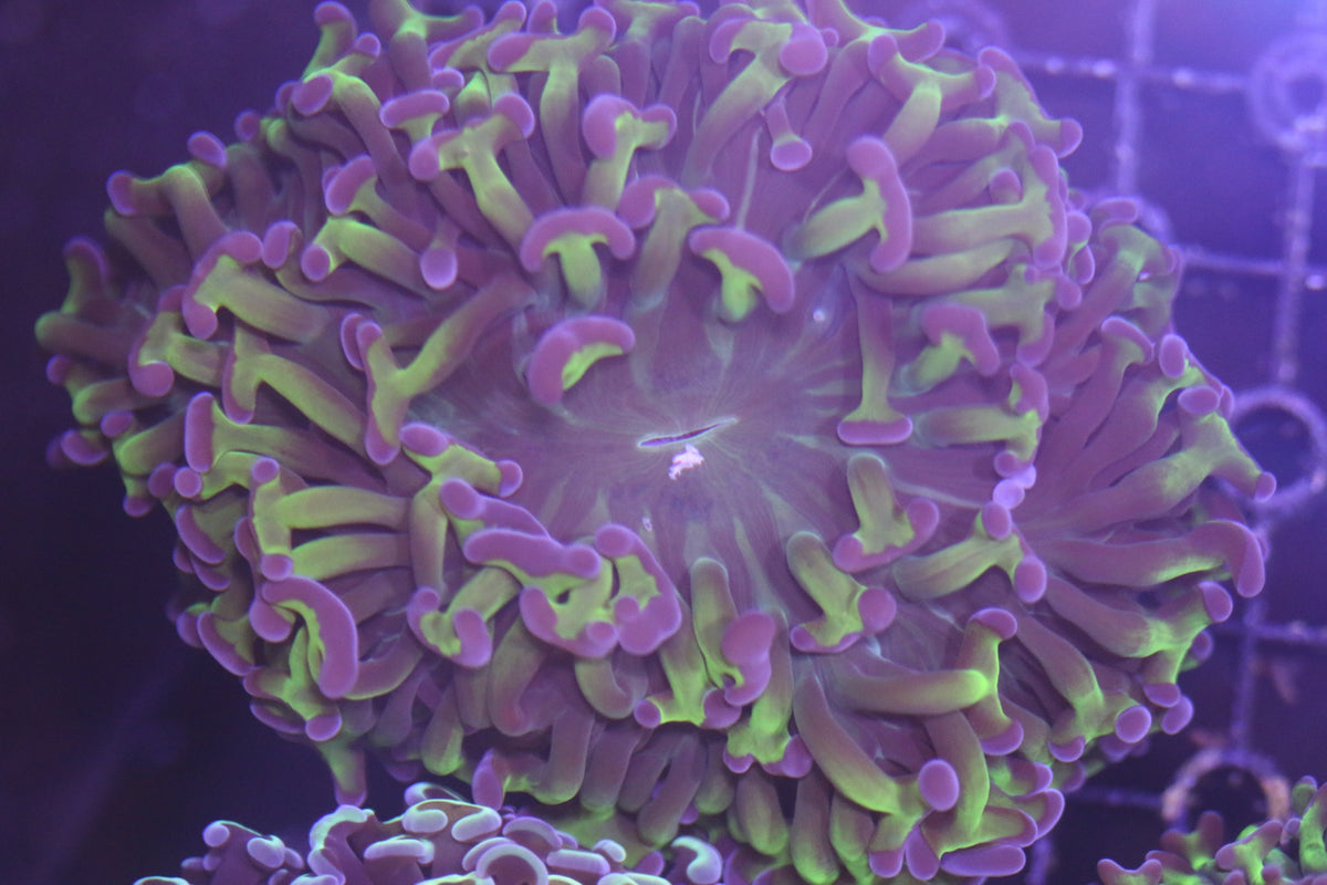 Reverse Hammer – ReefHaven