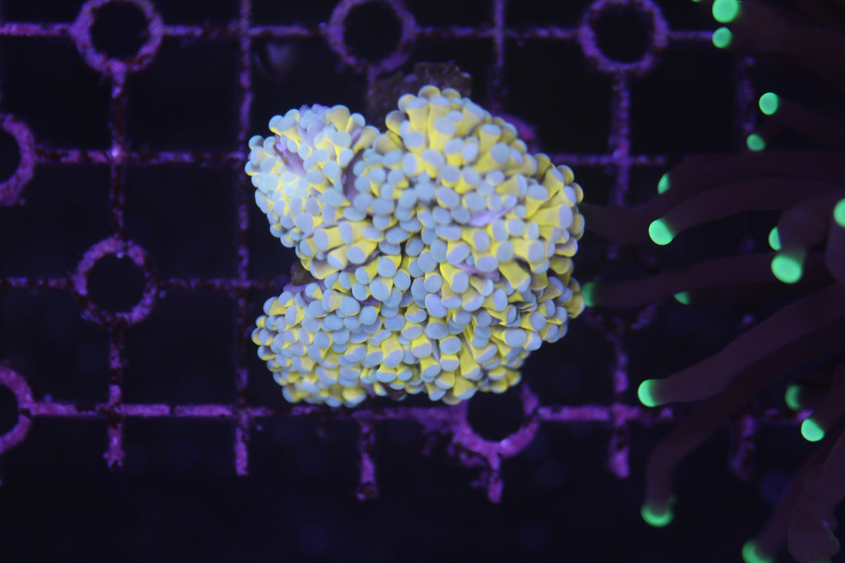 Mintip Gold Torch – ReefHaven