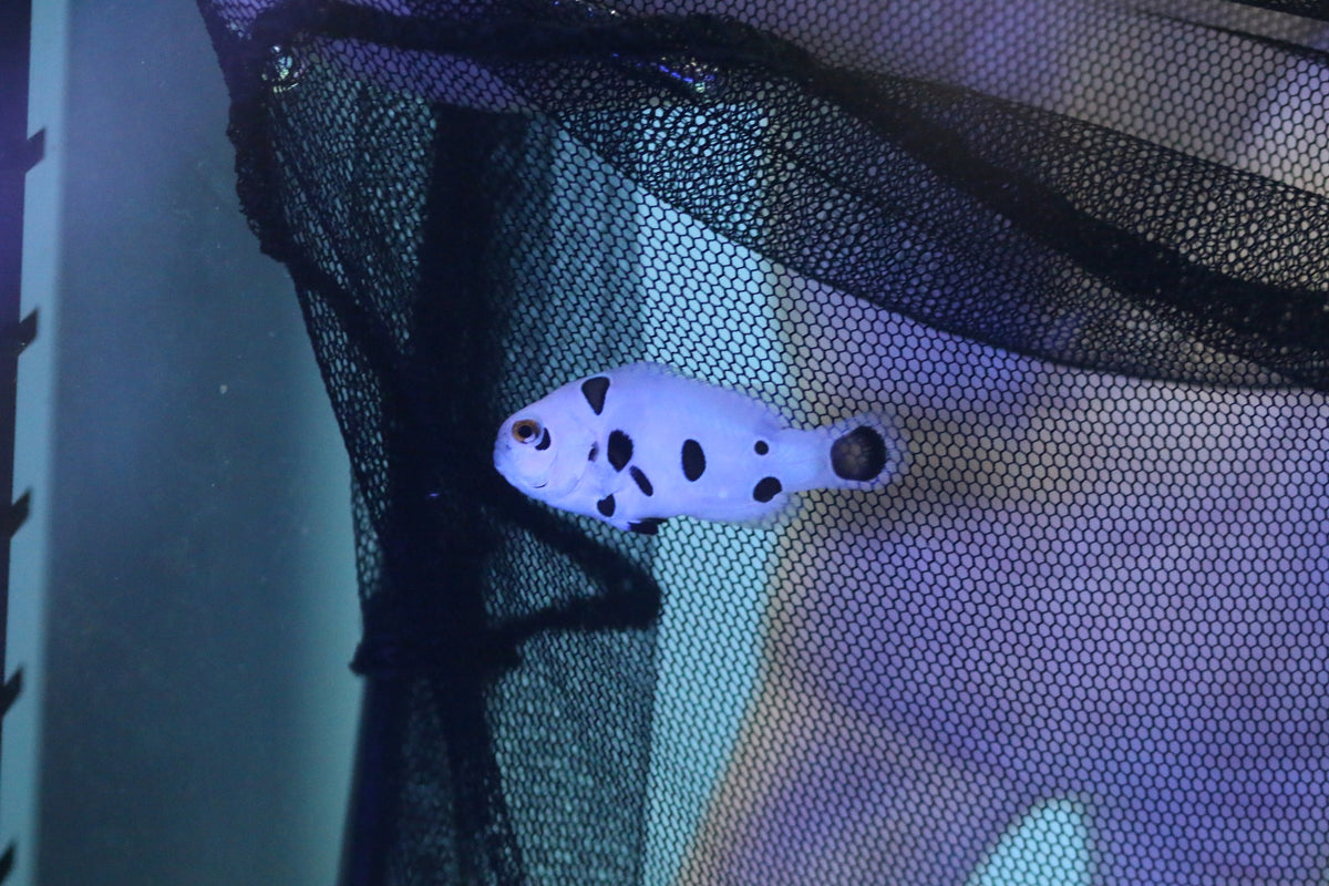 Superstorm Clown – ReefHaven