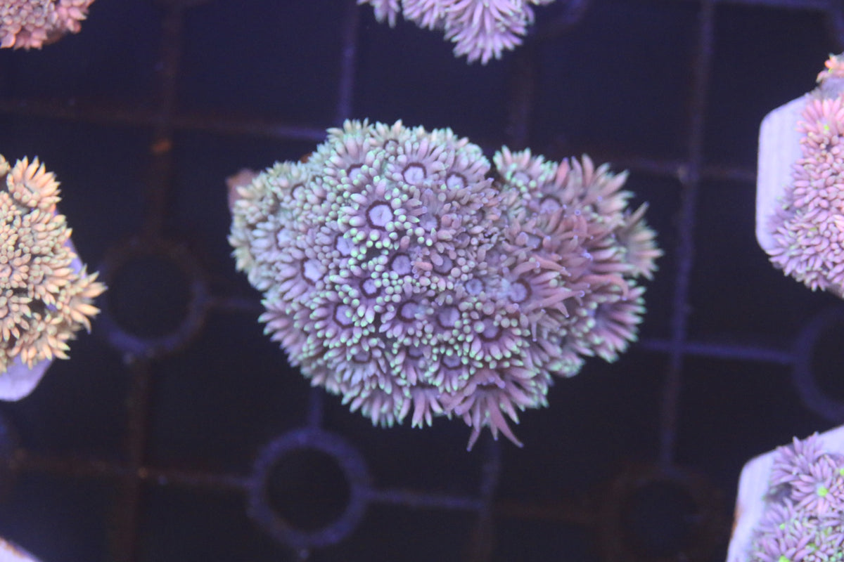 Export Grade Goni – ReefHaven