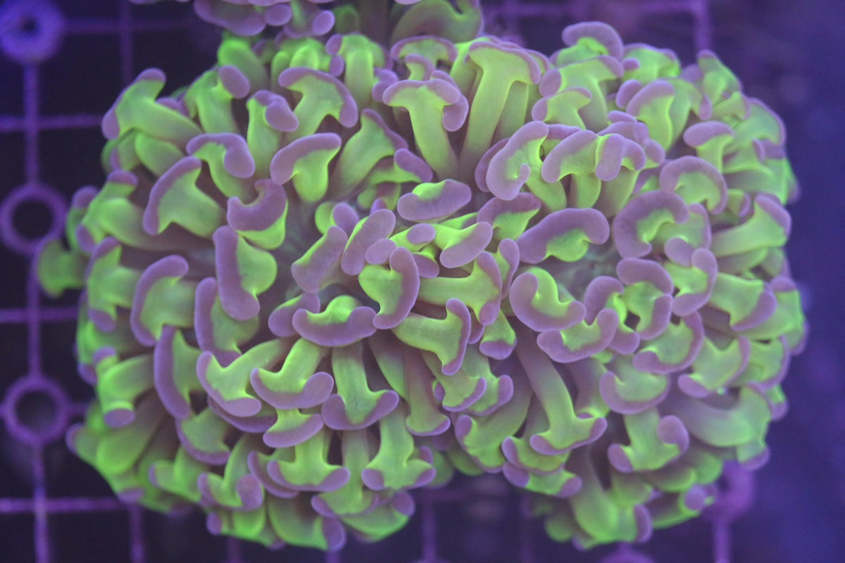 Reverse Hammer – ReefHaven