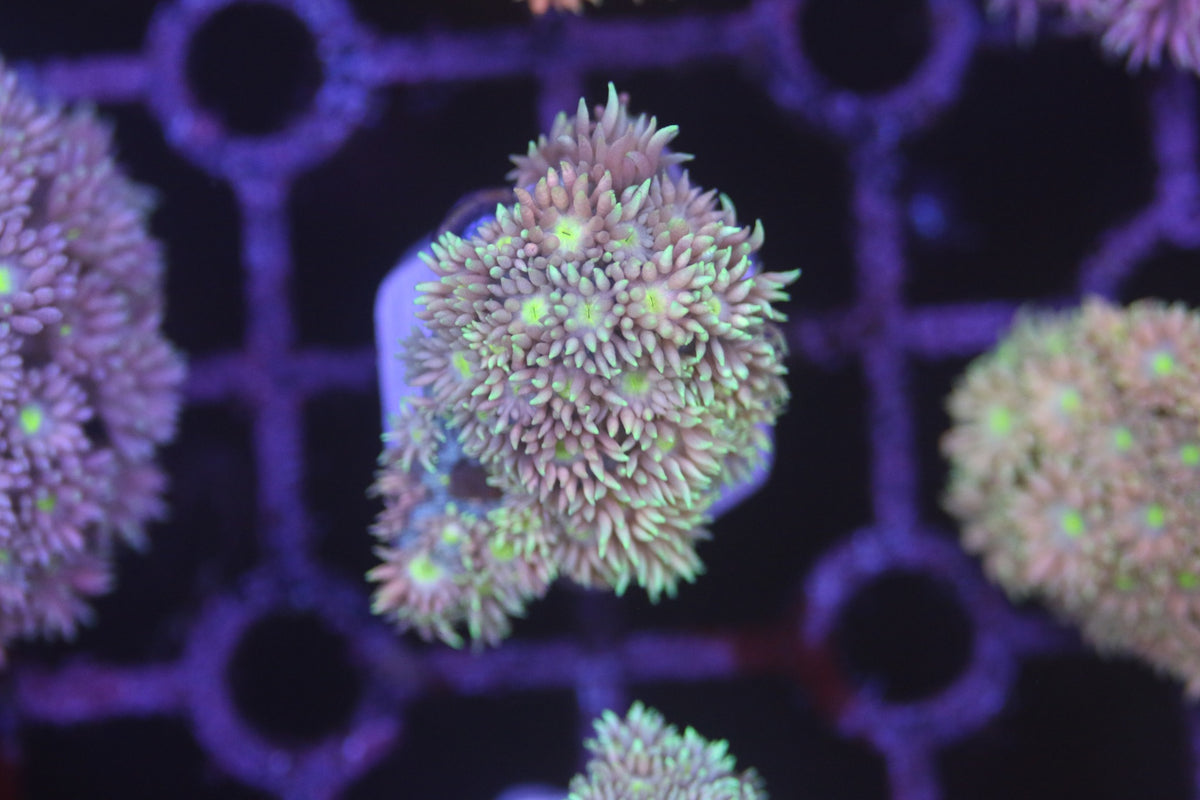 Export Grade Goni – ReefHaven