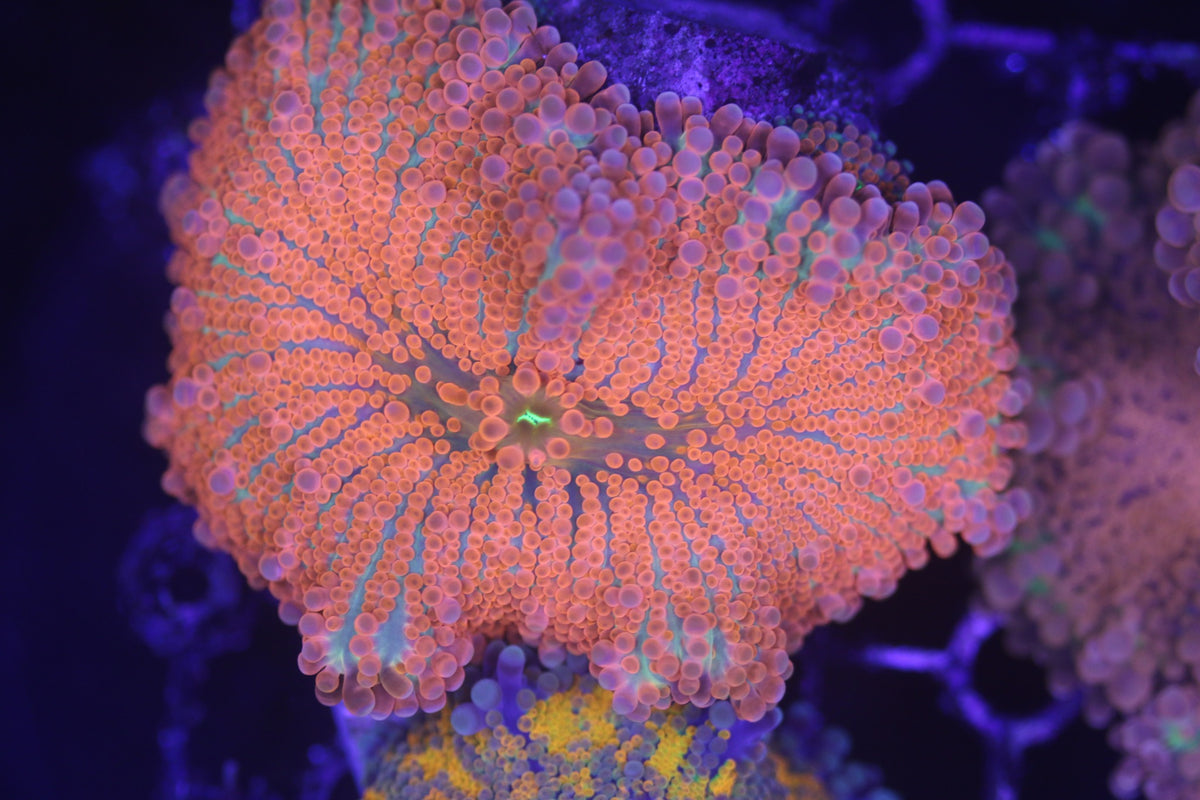 Ricordea – ReefHaven