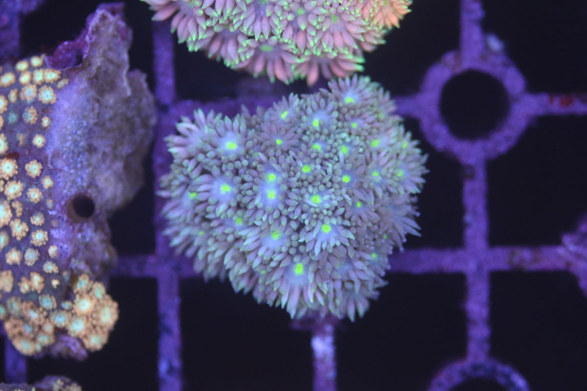 Export Grade Goni – ReefHaven