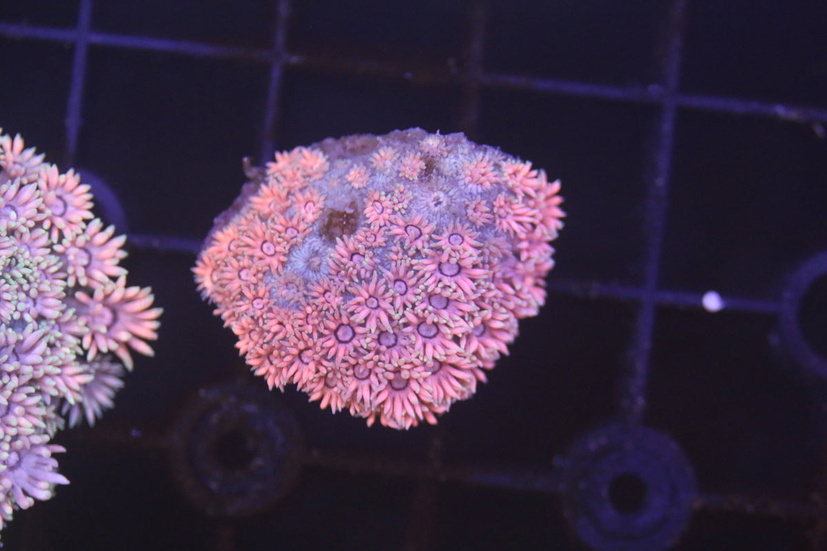 Export Grade Goni – ReefHaven