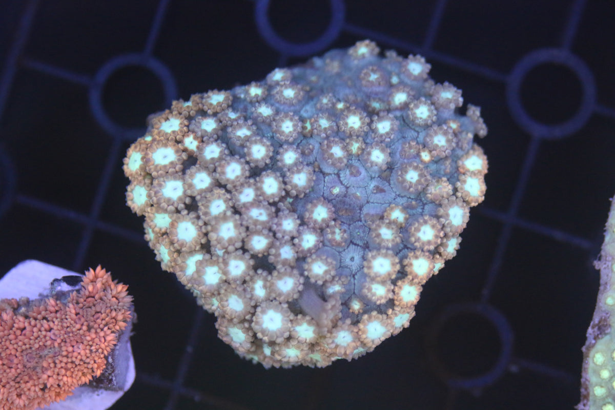 Export Grade Goni – ReefHaven