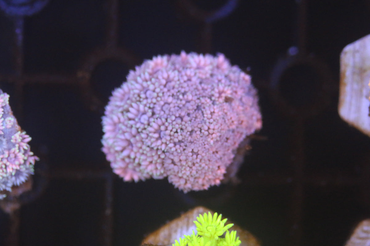 Export Grade Goni – ReefHaven