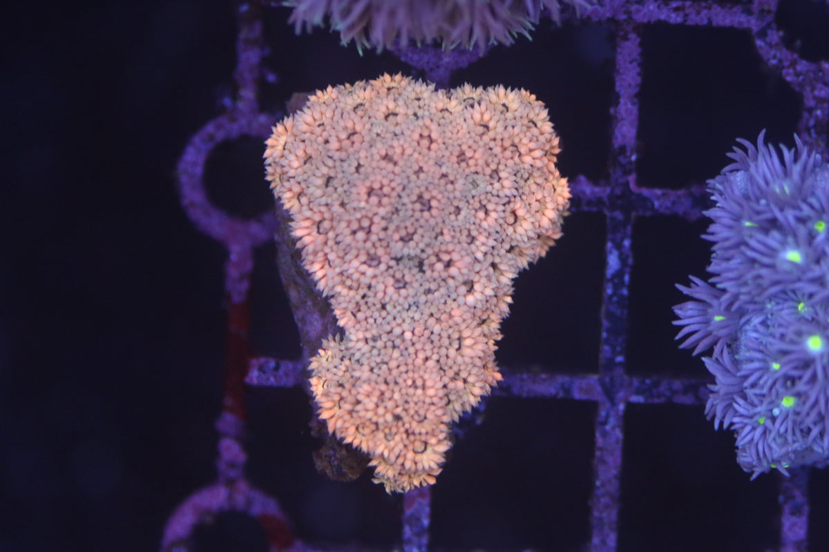 Export Grade Goni – ReefHaven