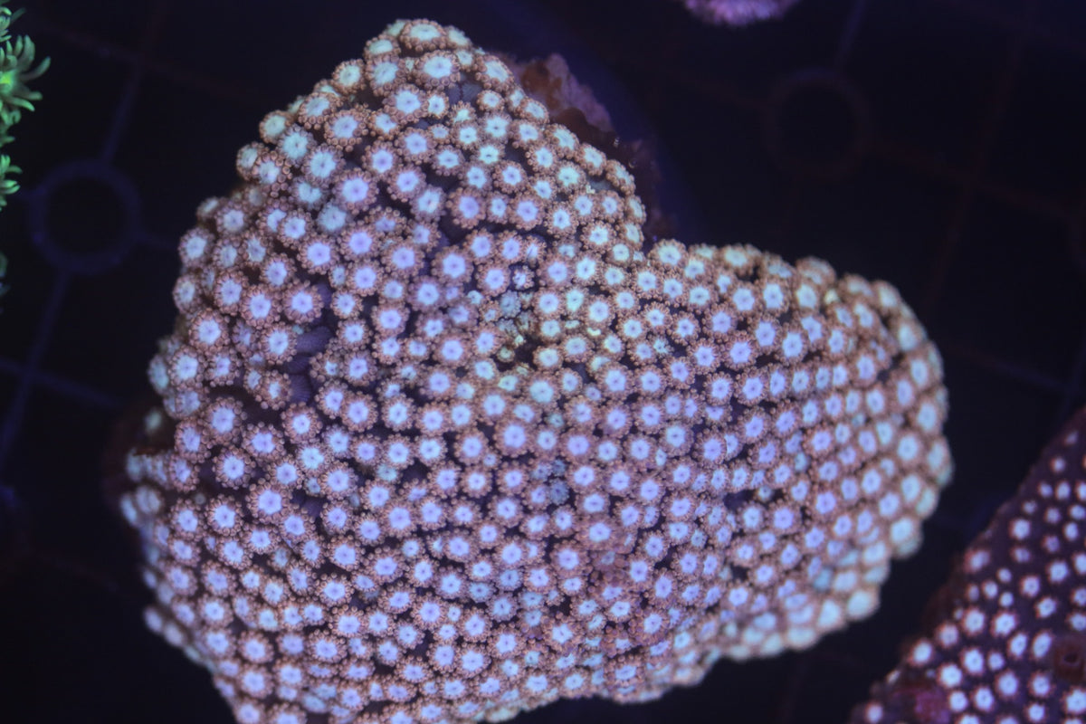 Export Grade Goni – ReefHaven