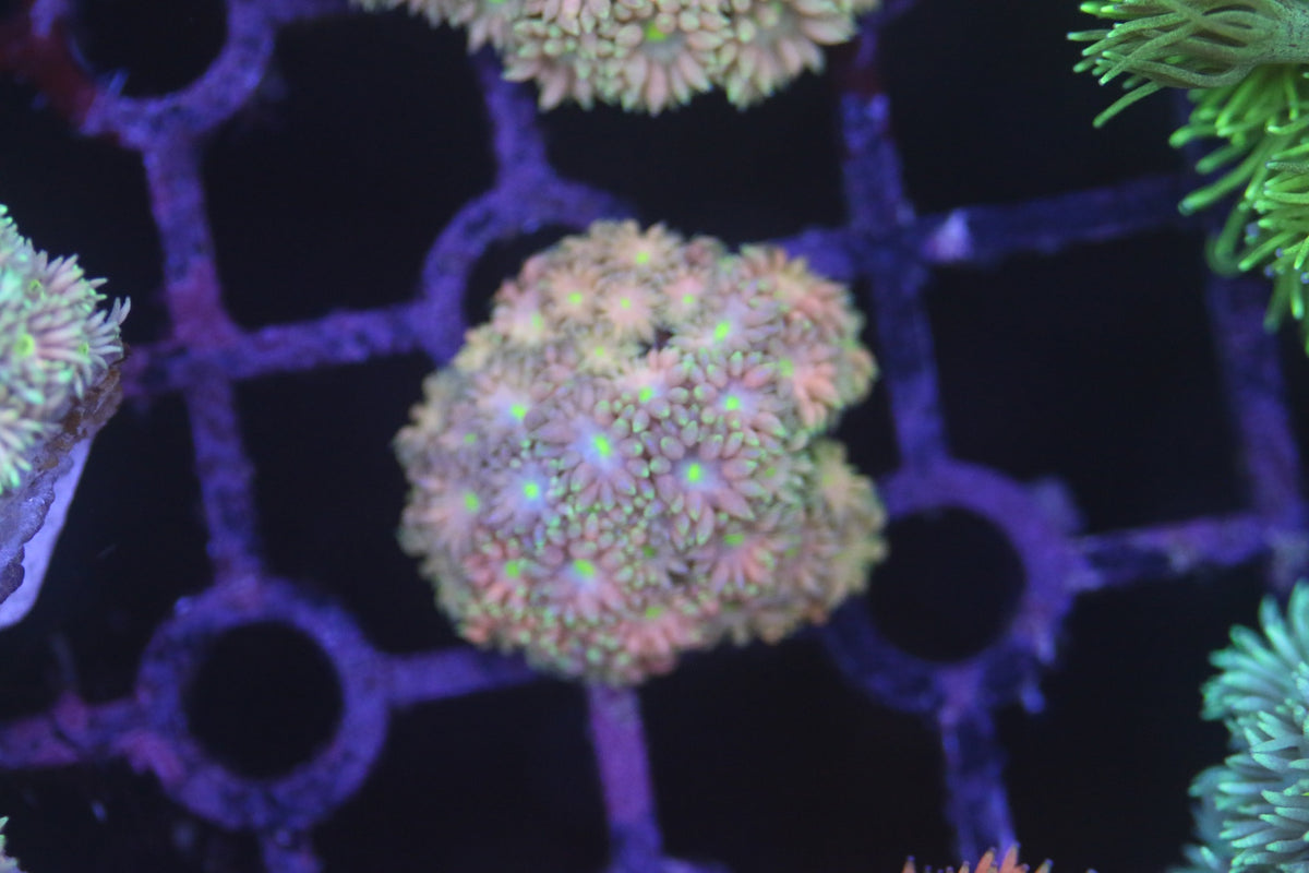 Export Grade Goni – ReefHaven